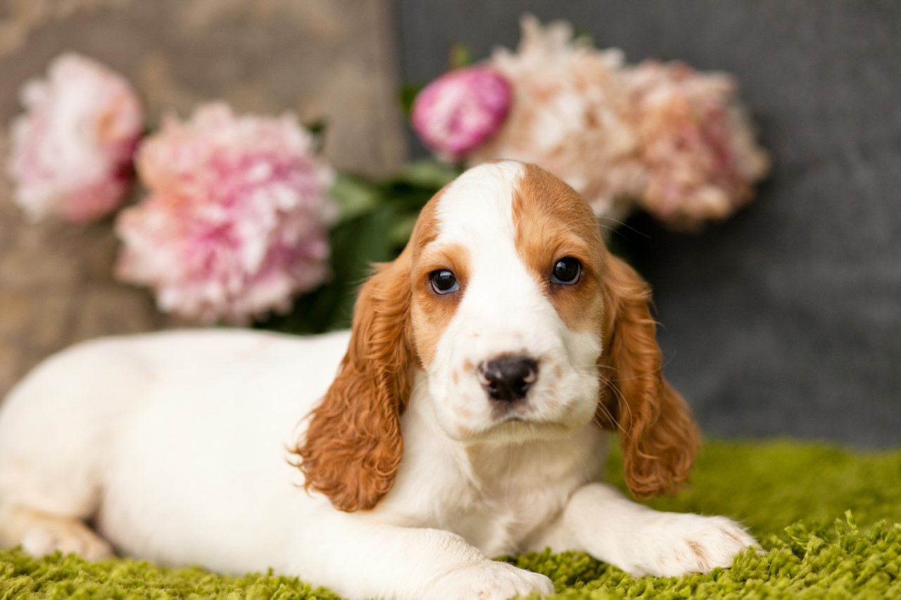 Fantastic Cocker Spaniels – Kellys Kennels