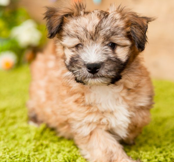 Cross Breed Pups – Kellys Kennels
