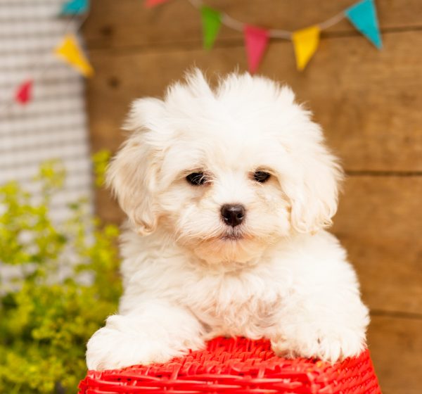 Incredible Shih Poo – Kellys Kennels