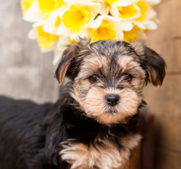 Cross Breed Pups – Kellys Kennels