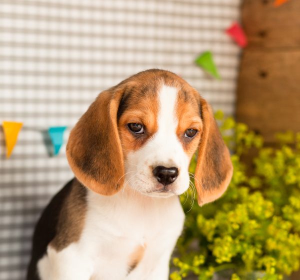 Tri-Colour Beagle puppies – Kellys Kennels