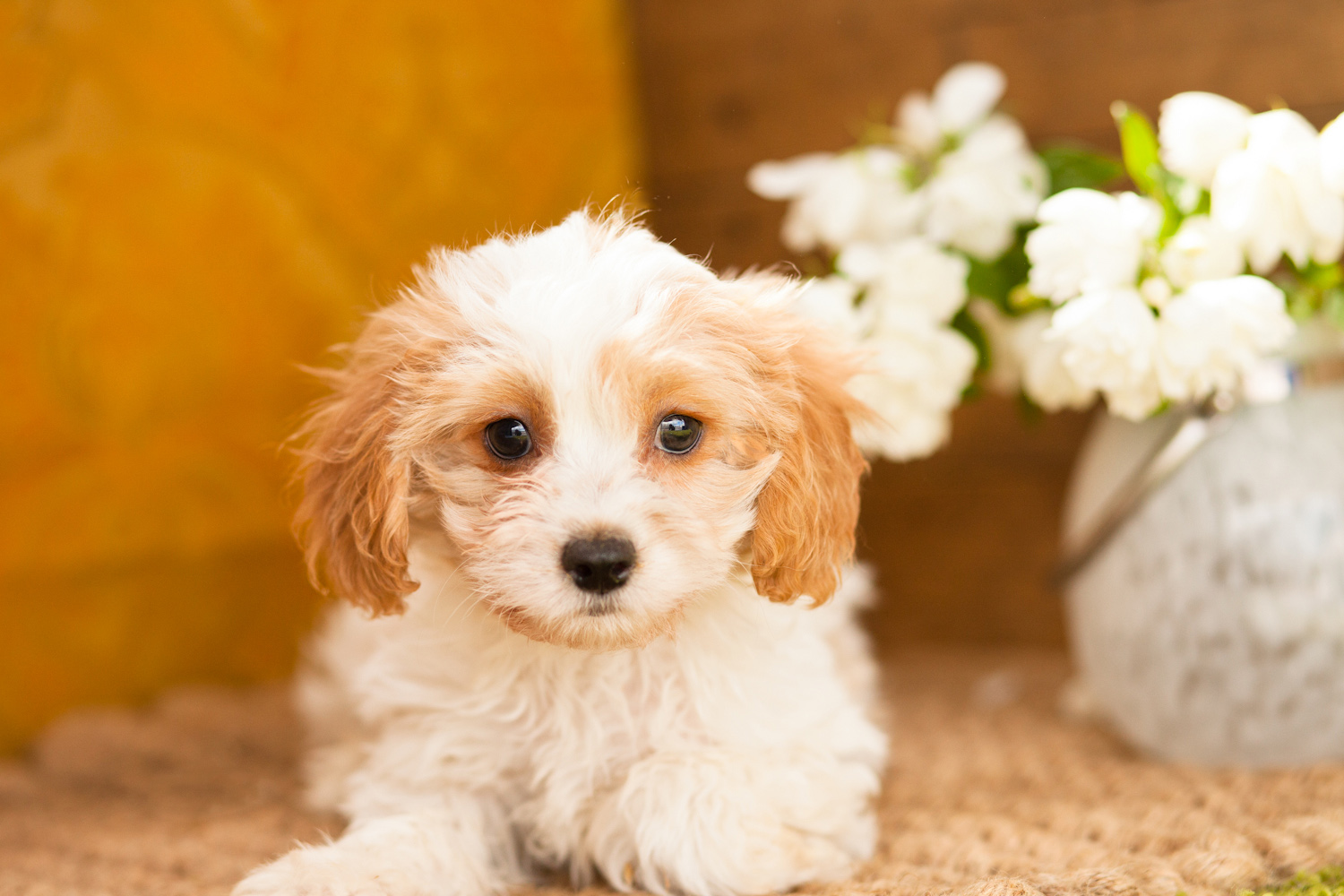 Beautiful Cavachon Puppies – Kellys Kennels