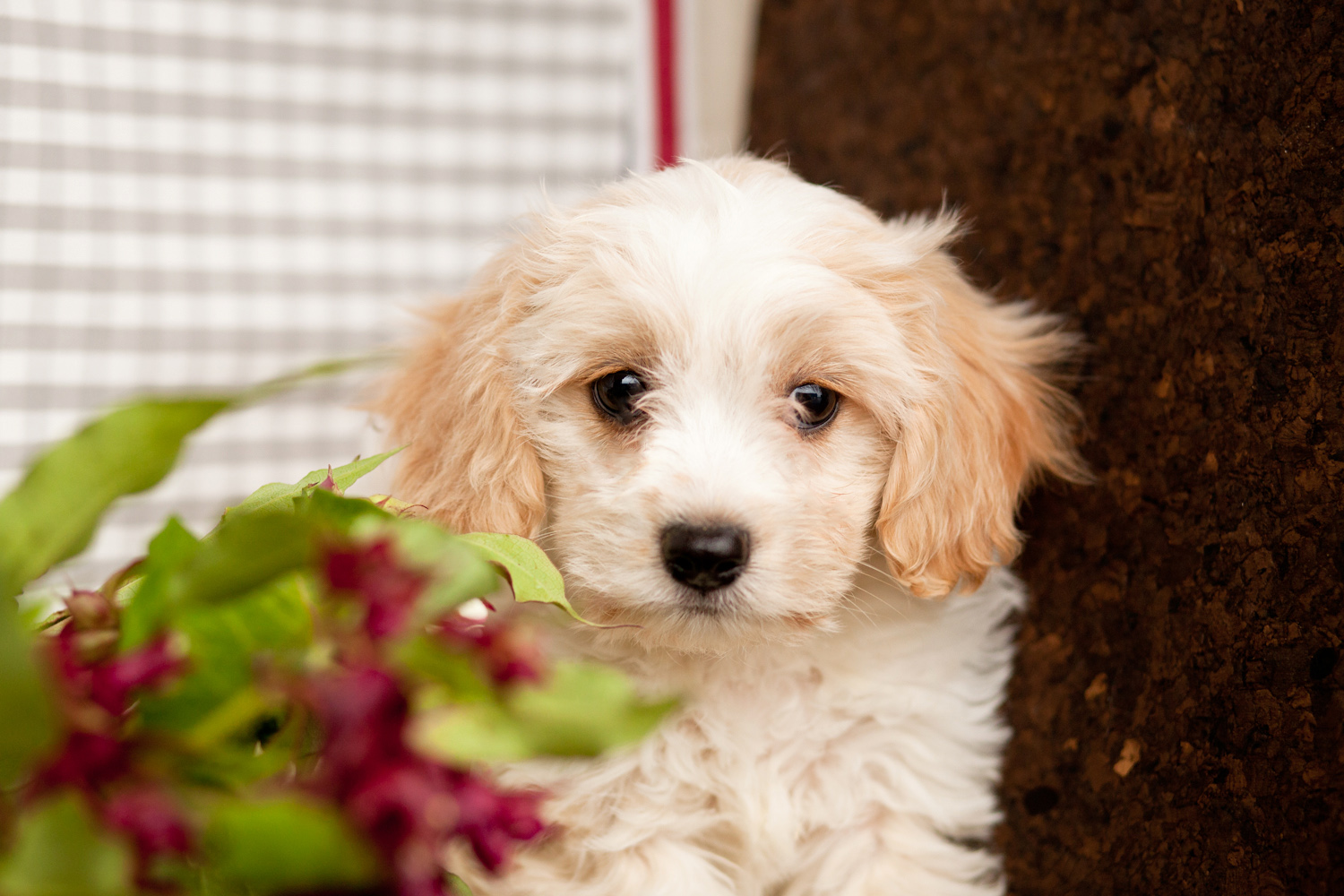Beautiful Cavachon Puppies – Kellys Kennels