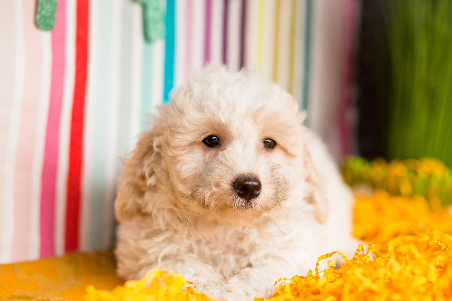 Beautiful Cavachon Puppies – Kellys Kennels