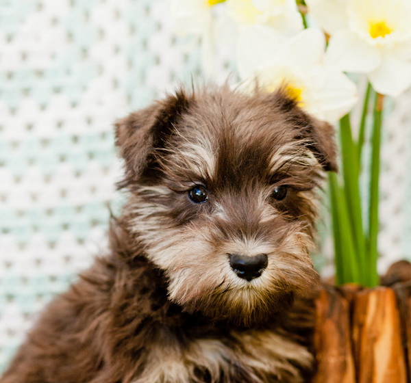 Lovely Schnauchon pups – Kellys Kennels