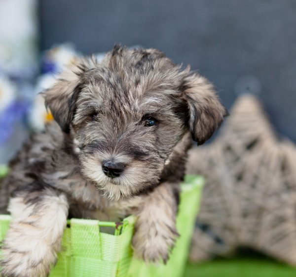 Lovely Wauzer pups – Kellys Kennels