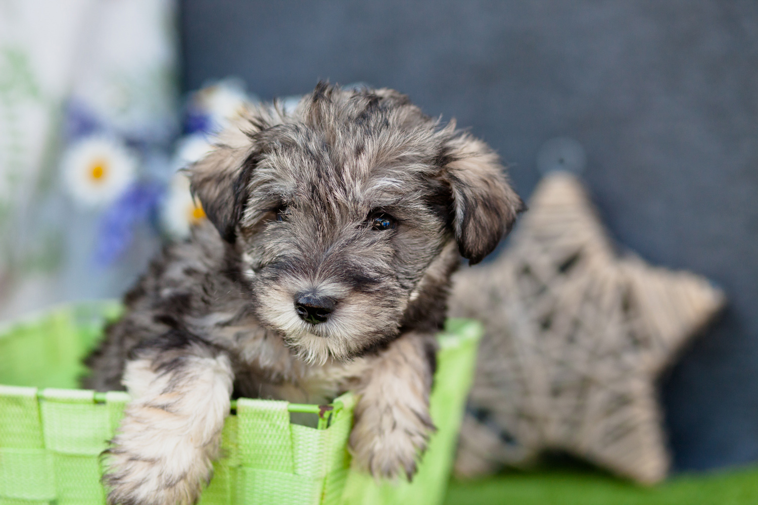 Lovely Wauzer pups – Kellys Kennels