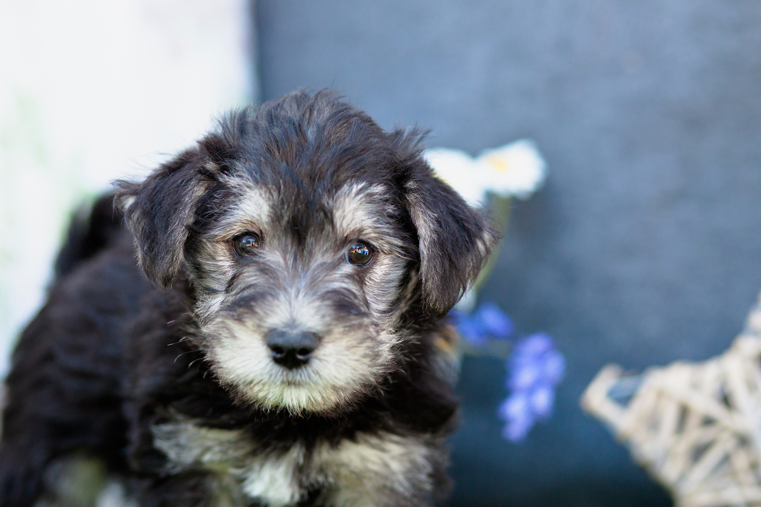 Lovely Wauzer pups – Kellys Kennels