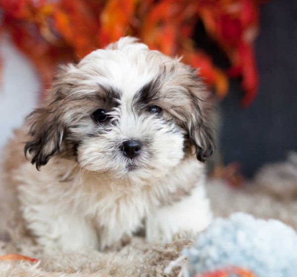 Lovely Malti-Shi Pups – Kellys Kennels