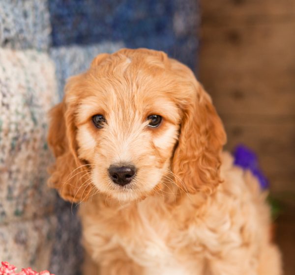 Cross Breed Pups – Kellys Kennels