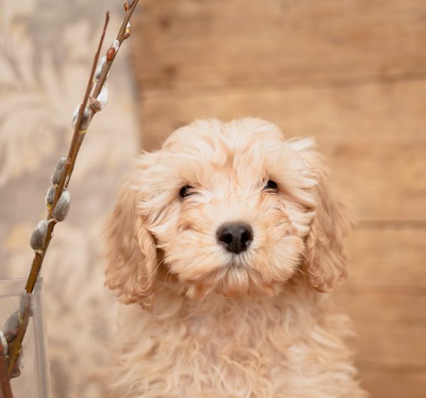 F1 Apricot Cockapoo Pups – Kellys Kennels