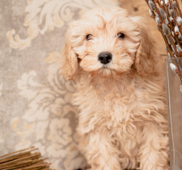 F1 Apricot Cockapoo Pups – Kellys Kennels