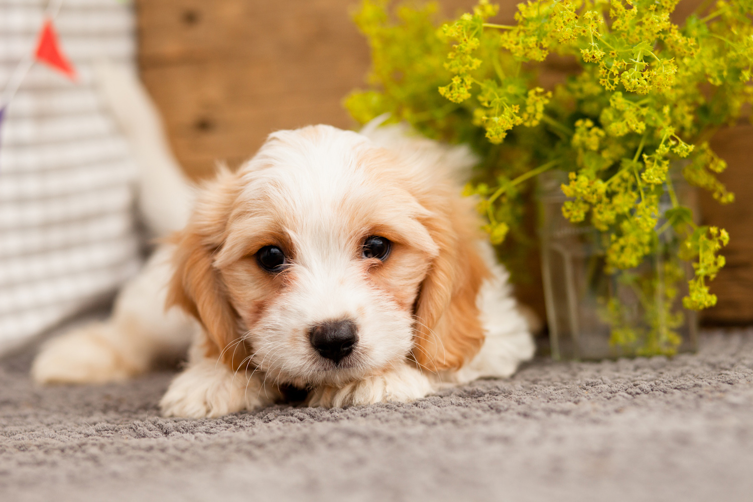 Beautiful Cavachon Puppies – Kellys Kennels