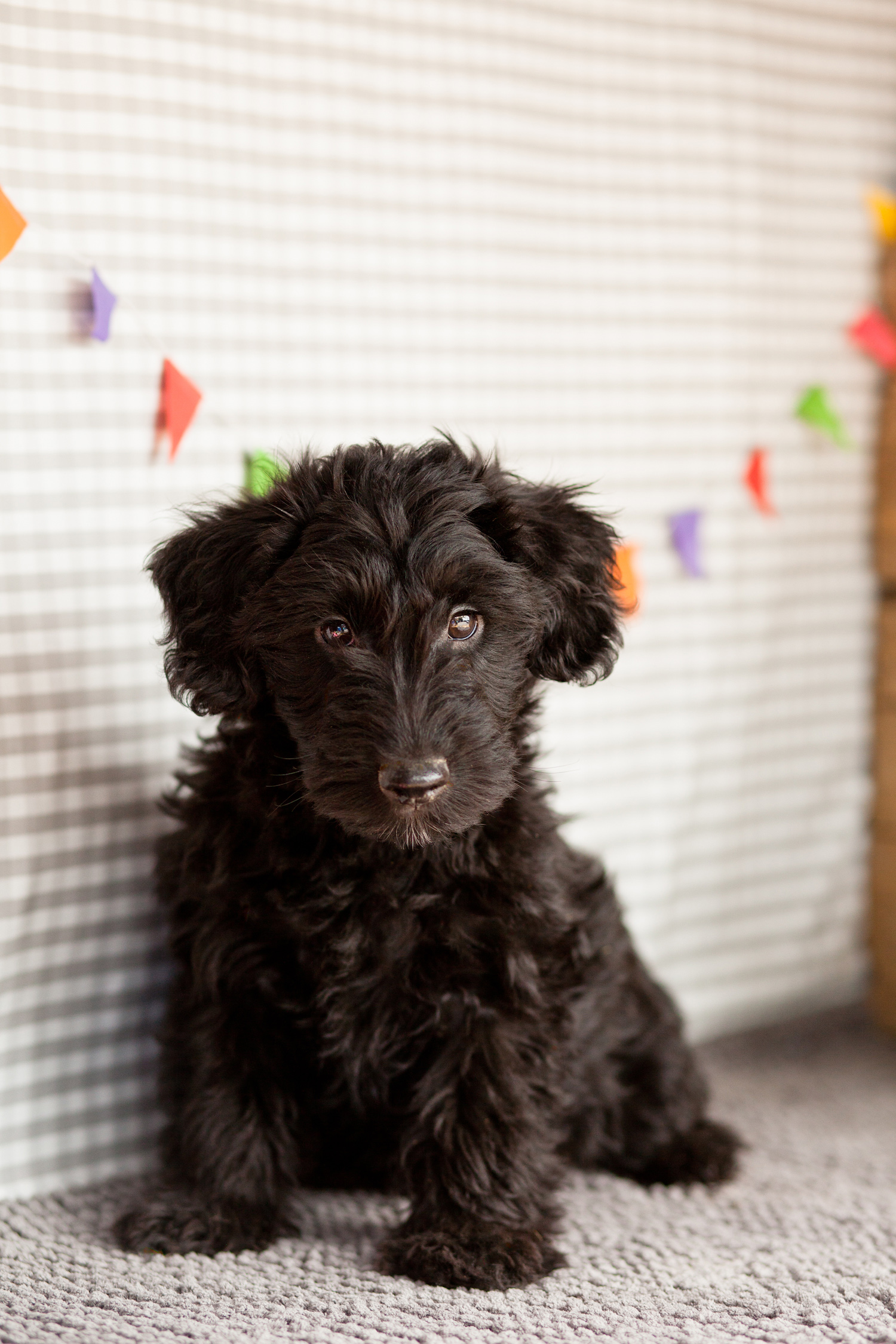 YorkiePoo Puppies – Kellys Kennels