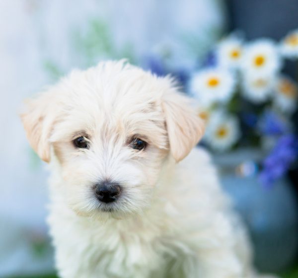 Lovely Wauzer pups – Kellys Kennels