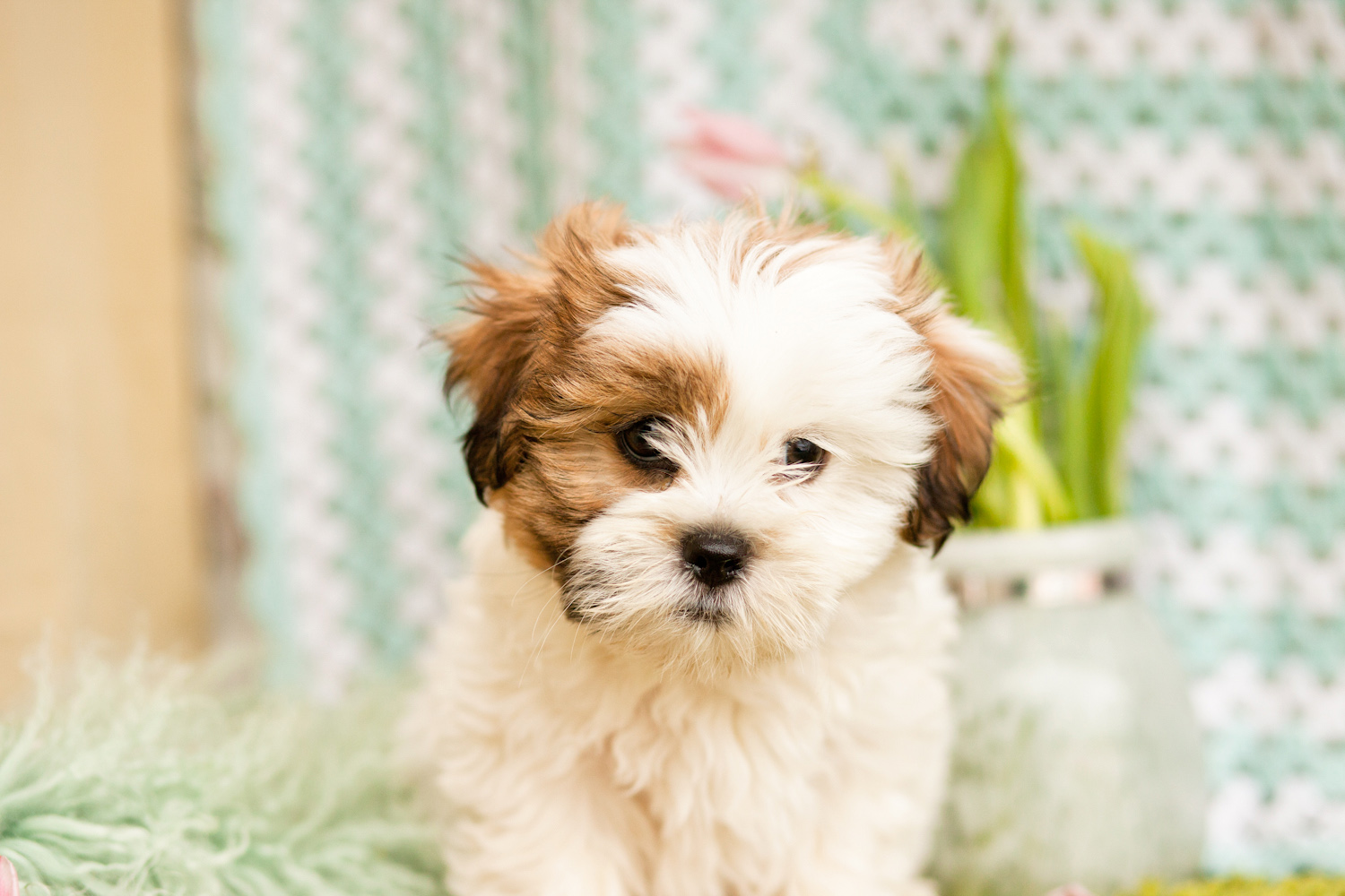 Lovely Malti-Shi Pups – Kellys Kennels