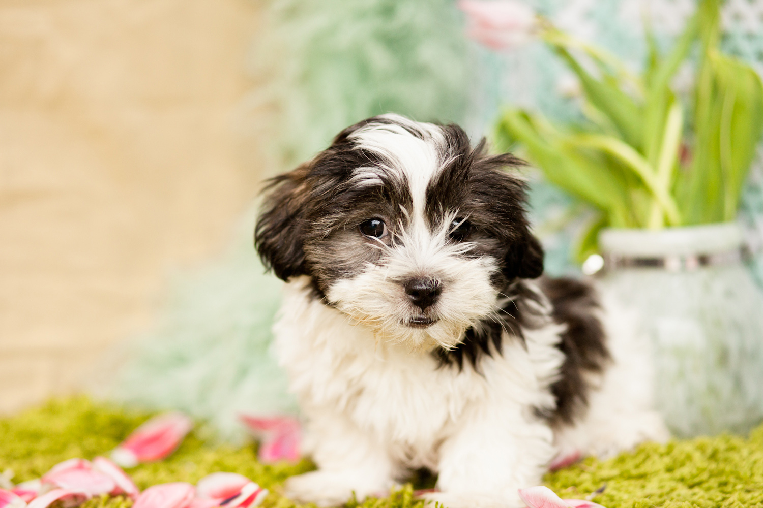 Lovely Malti-Shi Pups – Kellys Kennels