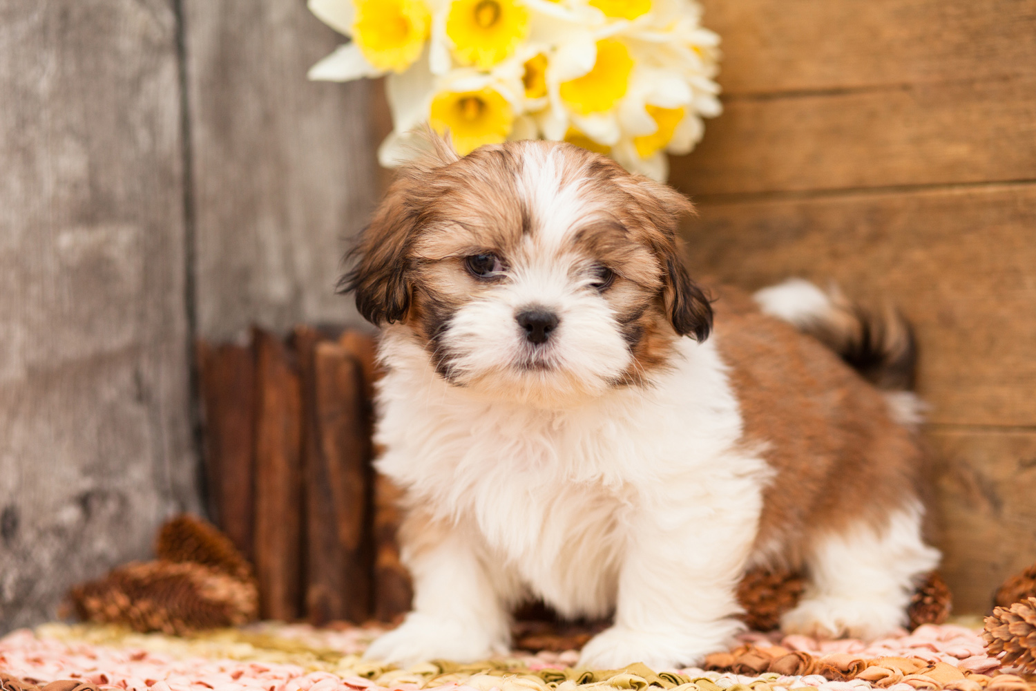 Lovely Malti-Shi Pups – Kellys Kennels