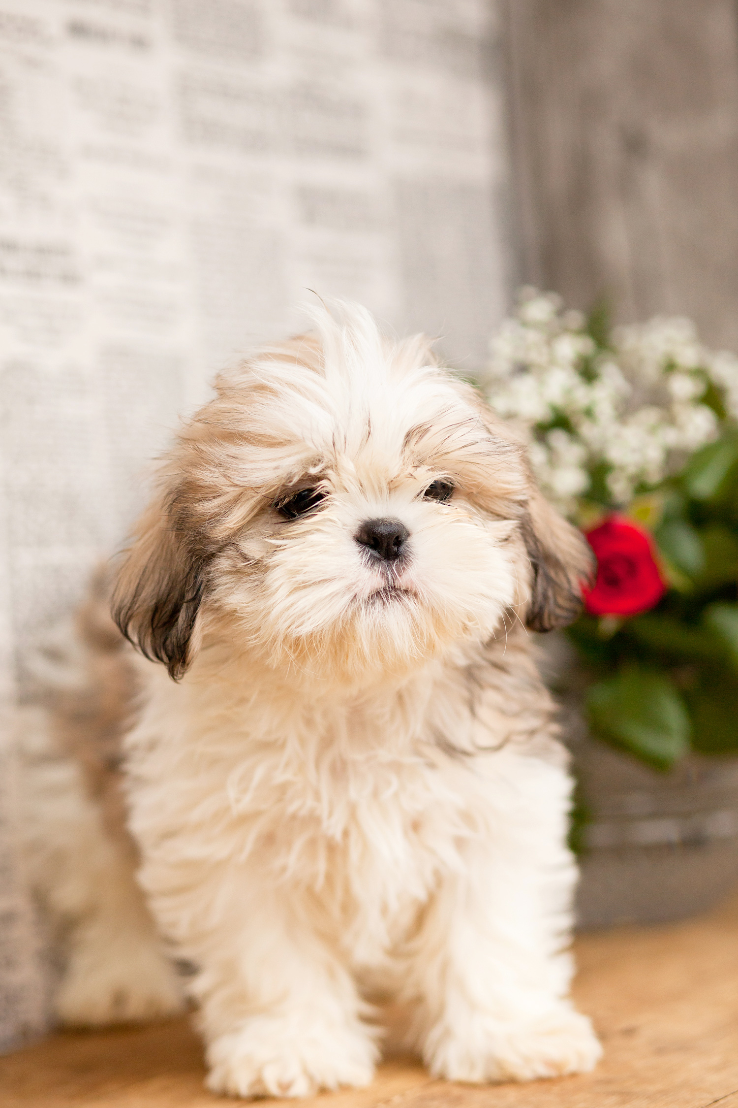 Lovely Malti-Shi Pups – Kellys Kennels