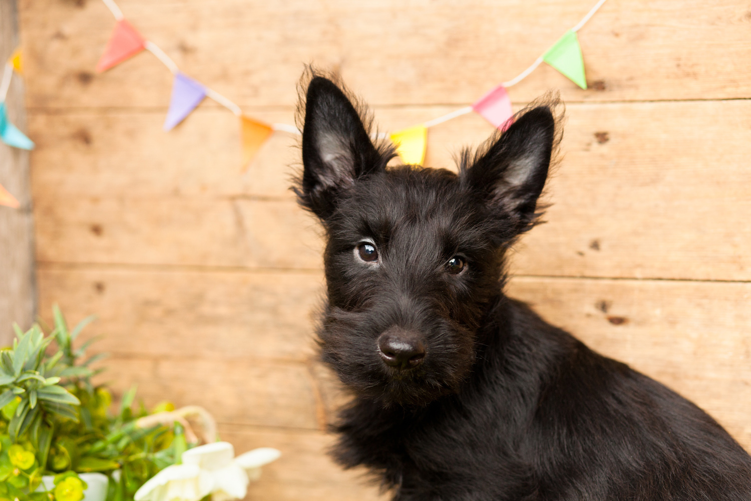 Adorable Scottish Terriers – Kellys Kennels