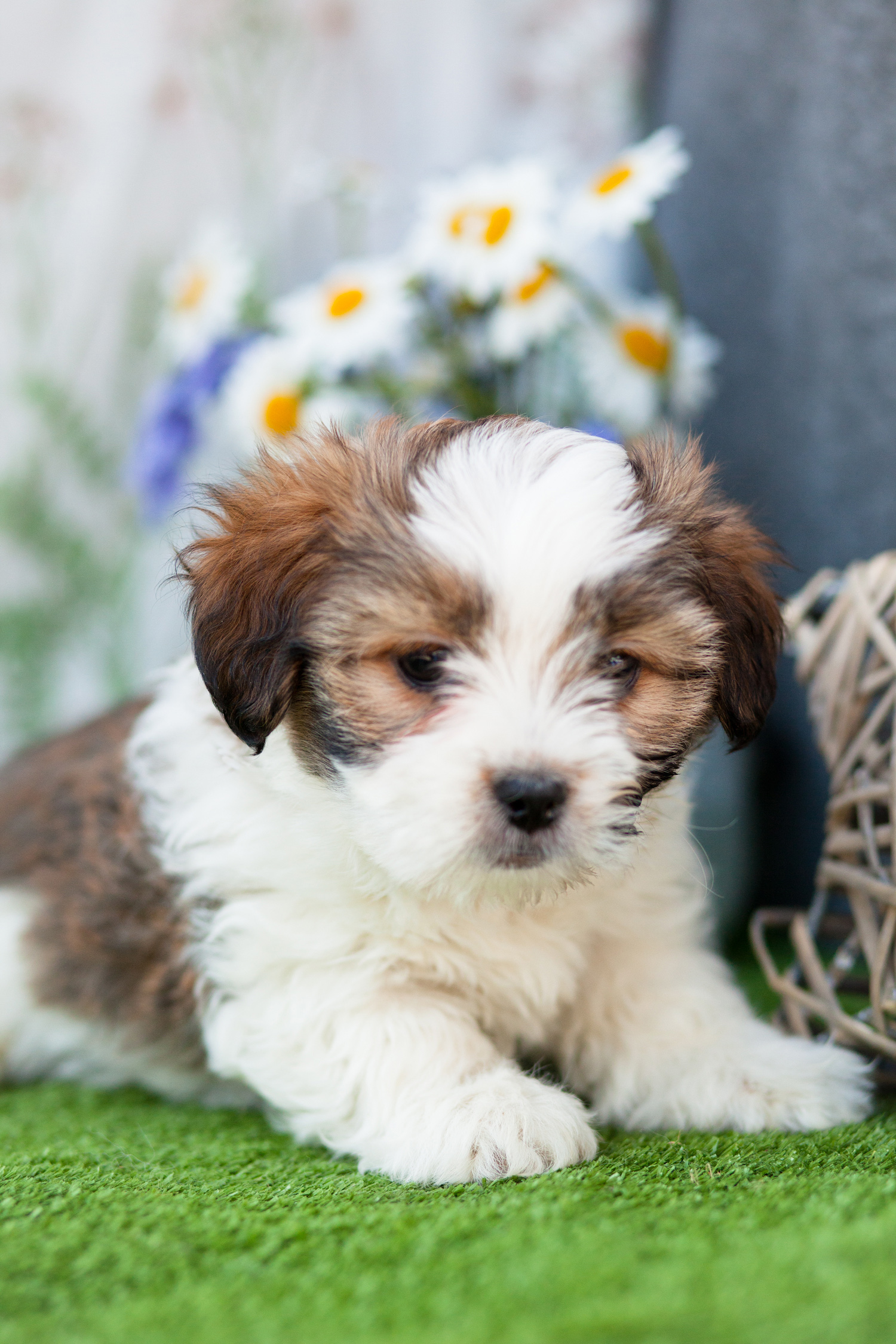 Lovely Malti-Shi Pups – Kellys Kennels