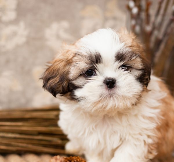 Superior Zuchon Pups – Kellys Kennels