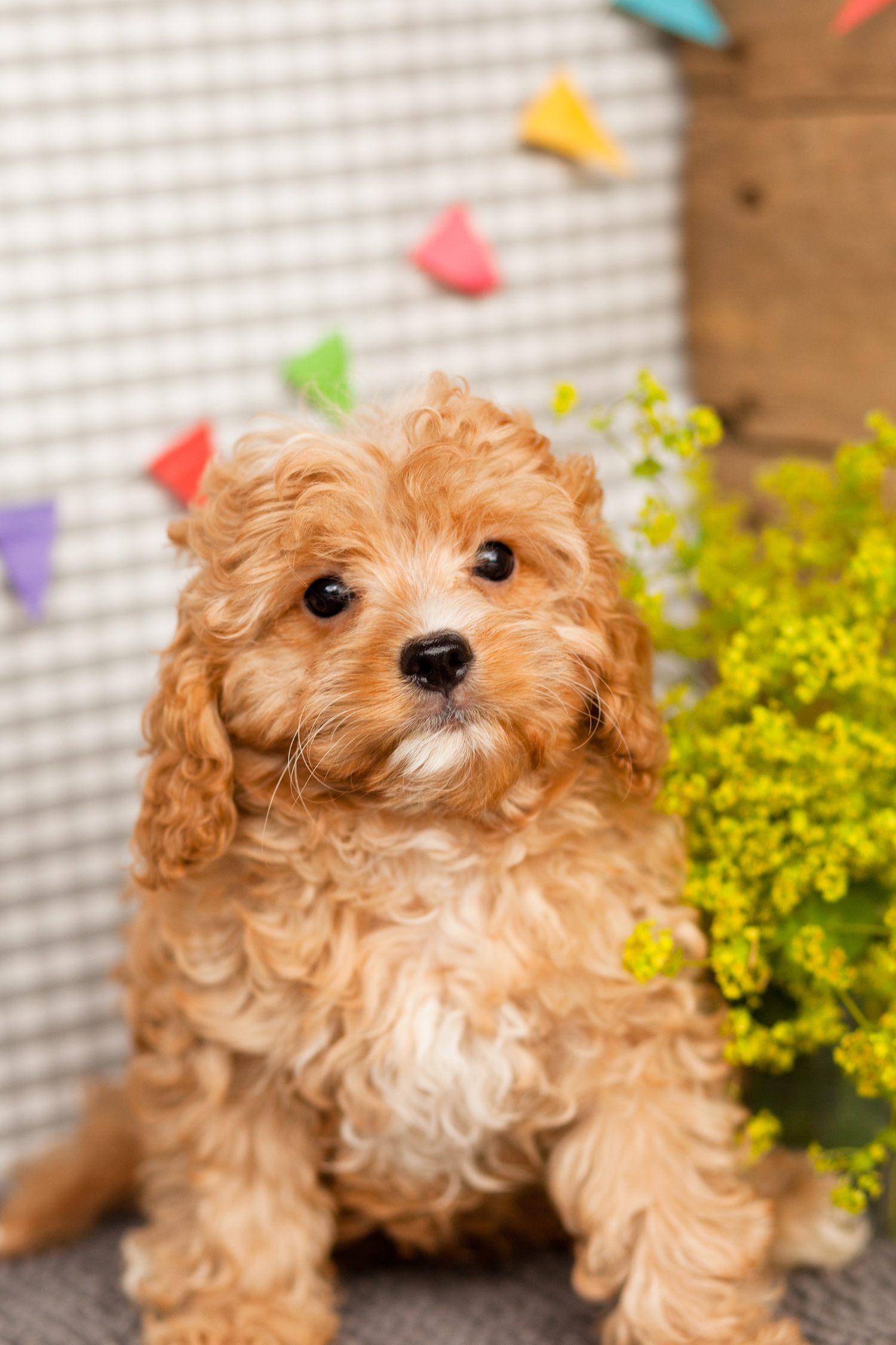 Superb Cavapoo Pups – Kellys Kennels