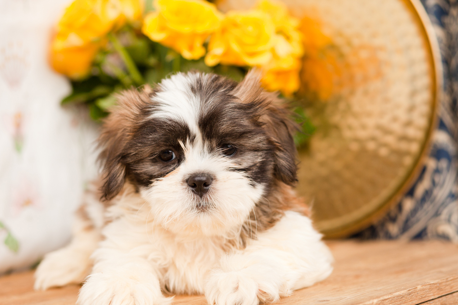 Lovely Malti-Shi Pups – Kellys Kennels