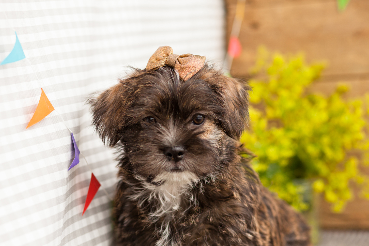 Beautiful Shorkies – Kellys Kennels