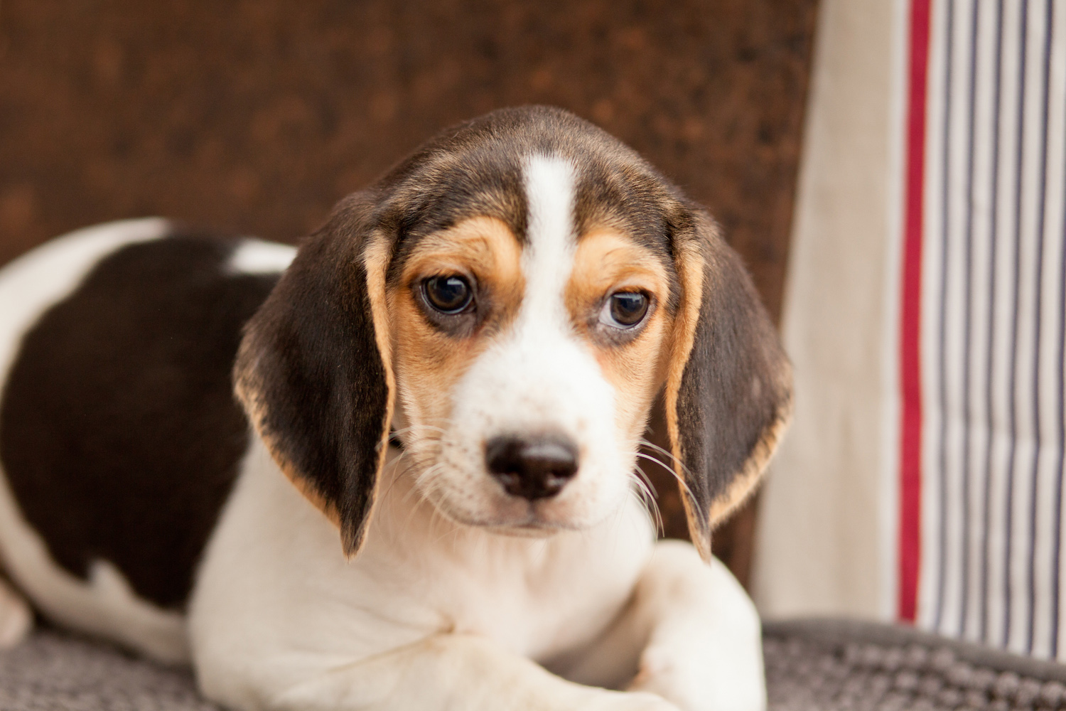 Tri-Colour Beagle puppies – Kellys Kennels