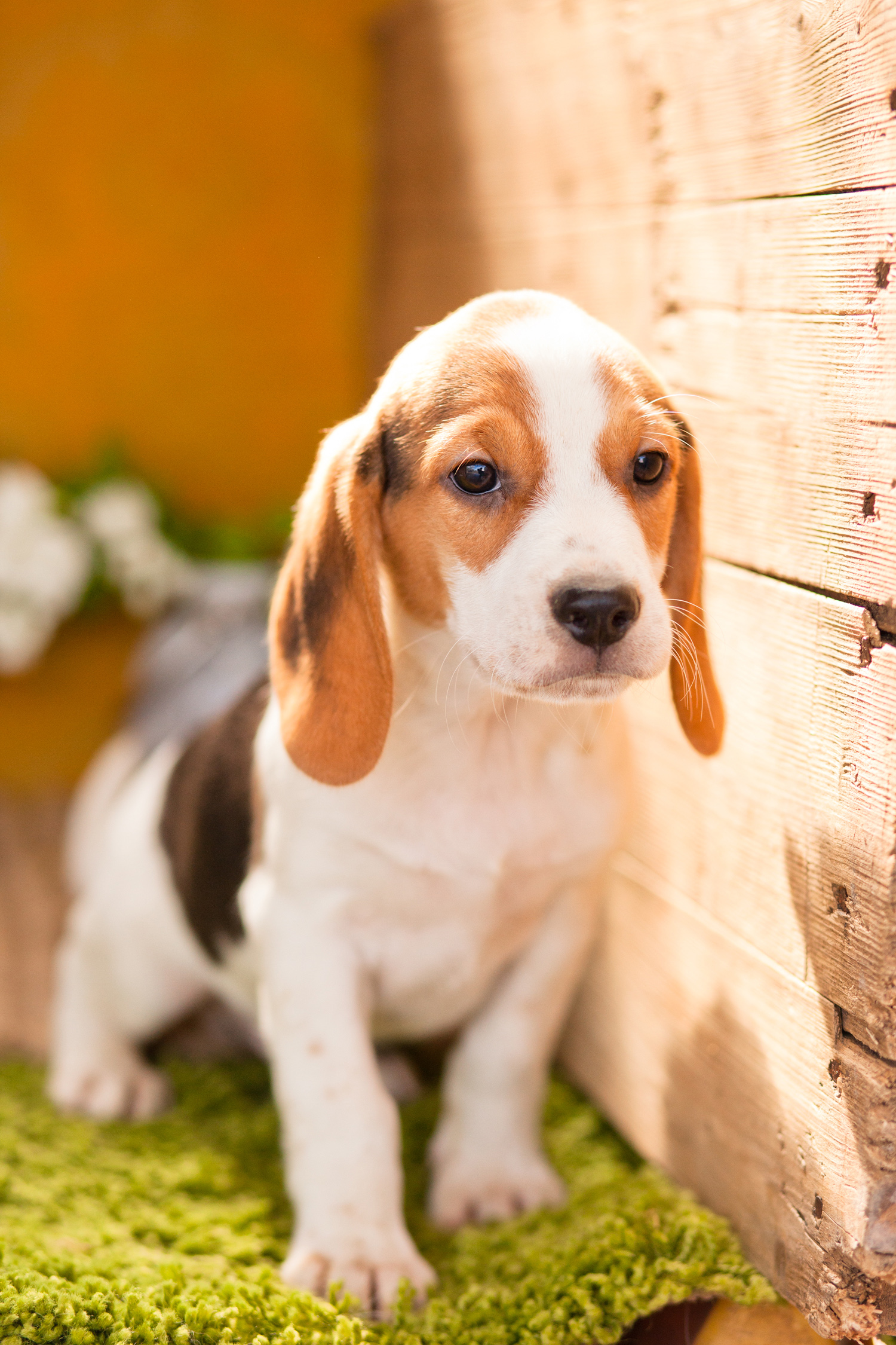 Tri-Colour Beagle puppies – Kellys Kennels
