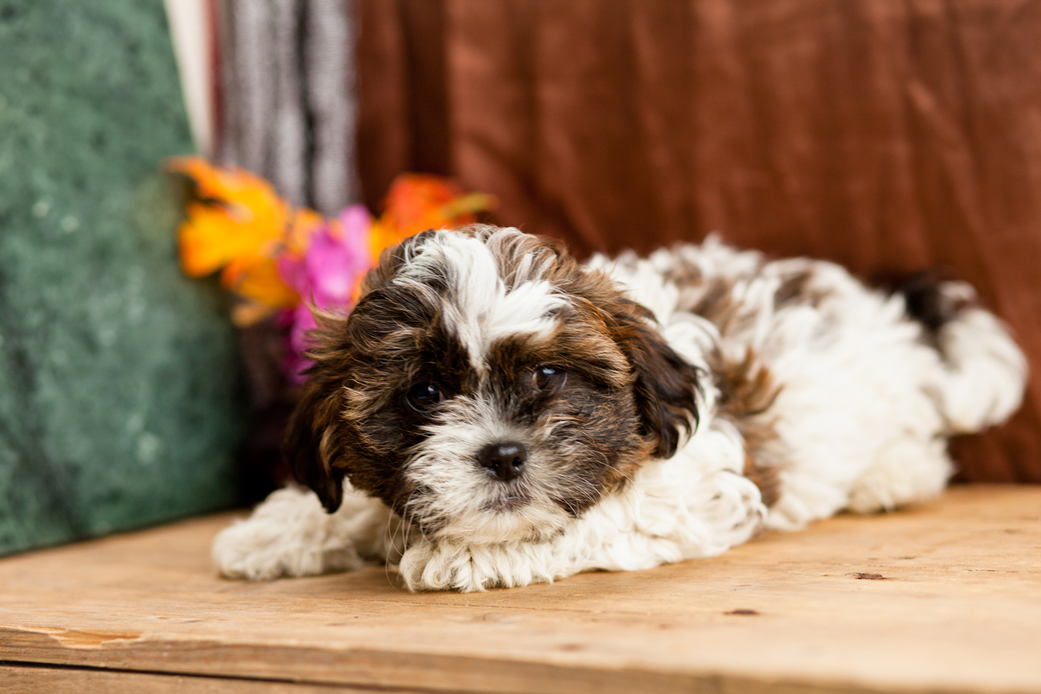 Lovely Malti-Shi Pups – Kellys Kennels