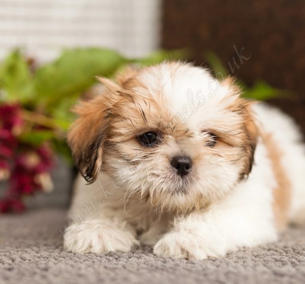 Lovely Malti-Shi Pups – Kellys Kennels