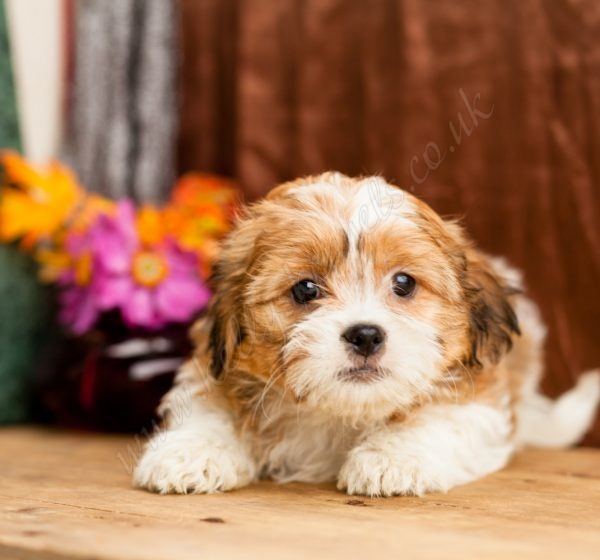 Lovely Malti-Shi Pups – Kellys Kennels