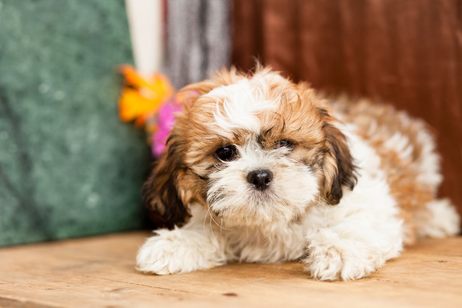 Lovely Malti-Shi Pups – Kellys Kennels