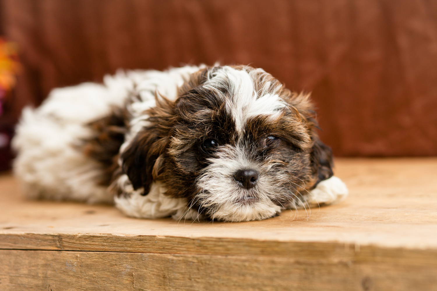 Lovely Malti-Shi Pups – Kellys Kennels