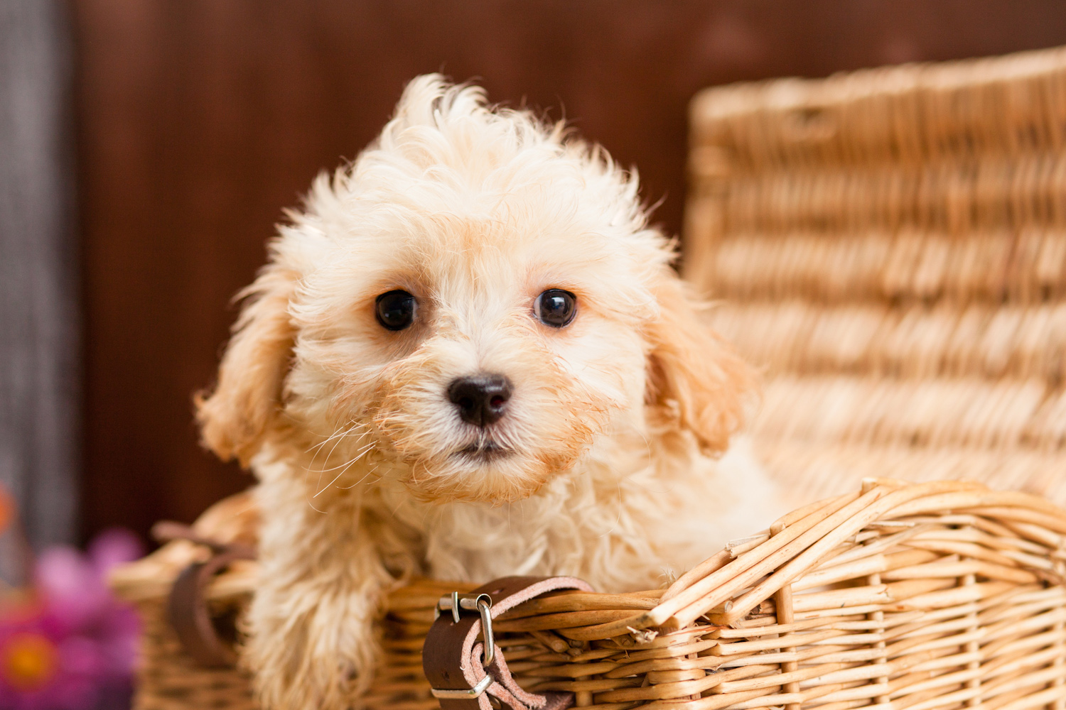 Incredible Shih Poo – Kellys Kennels