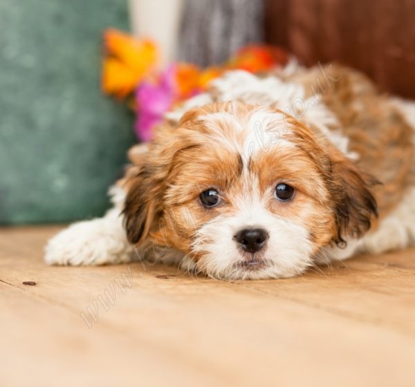 Lovely Malti-Shi Pups – Kellys Kennels