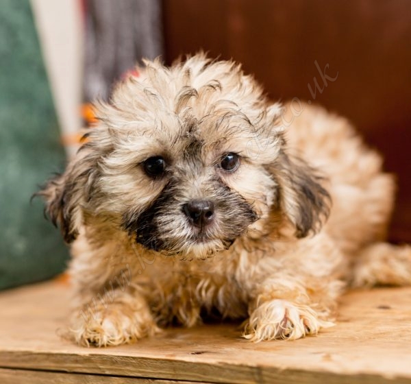 Incredible Shih Poo – Kellys Kennels