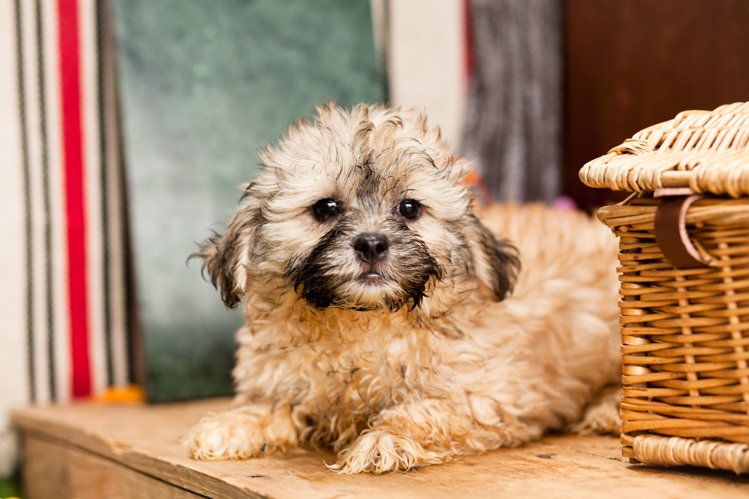 Incredible Shih Poo – Kellys Kennels
