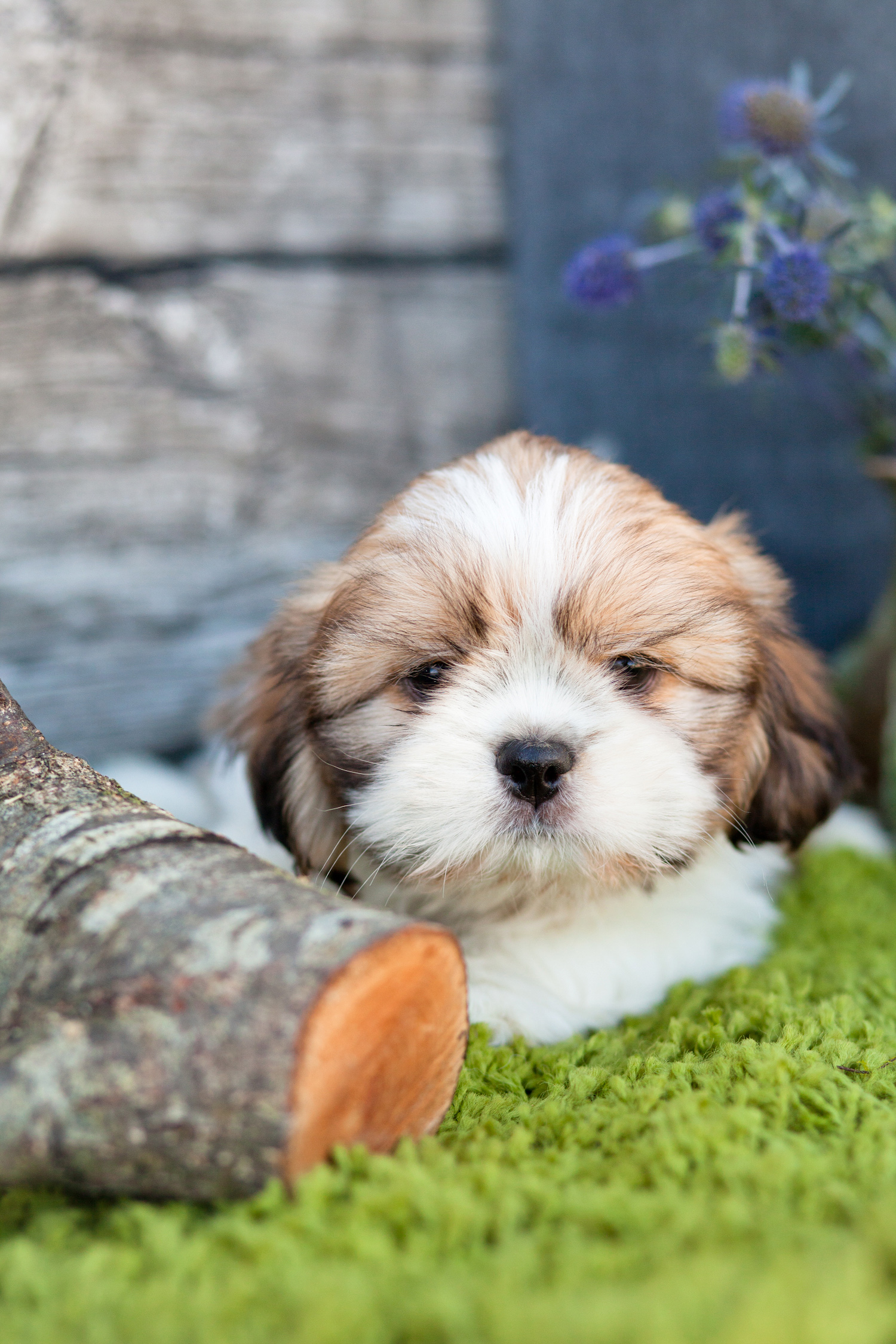 Lovely Malti-Shi Pups – Kellys Kennels