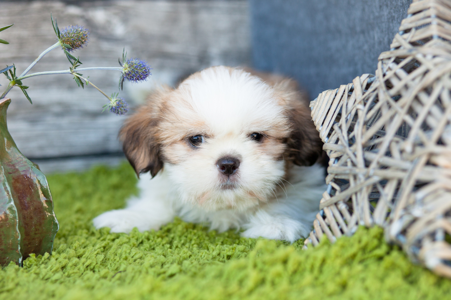 Lovely Malti-Shi Pups – Kellys Kennels