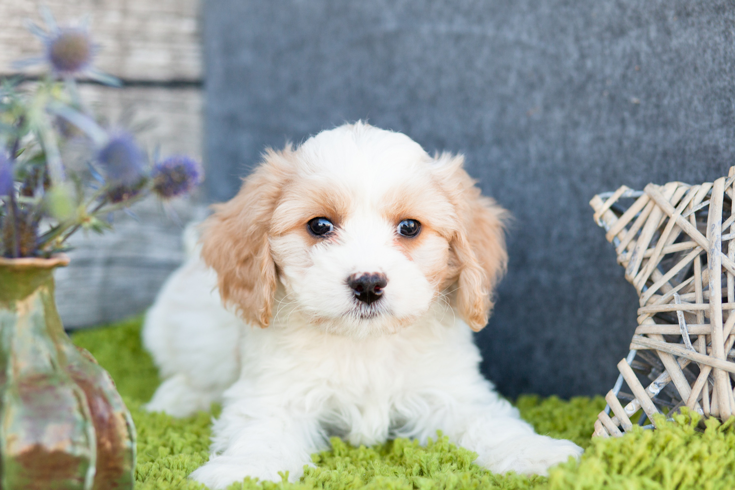 Beautiful Cavachon Puppies – Kellys Kennels