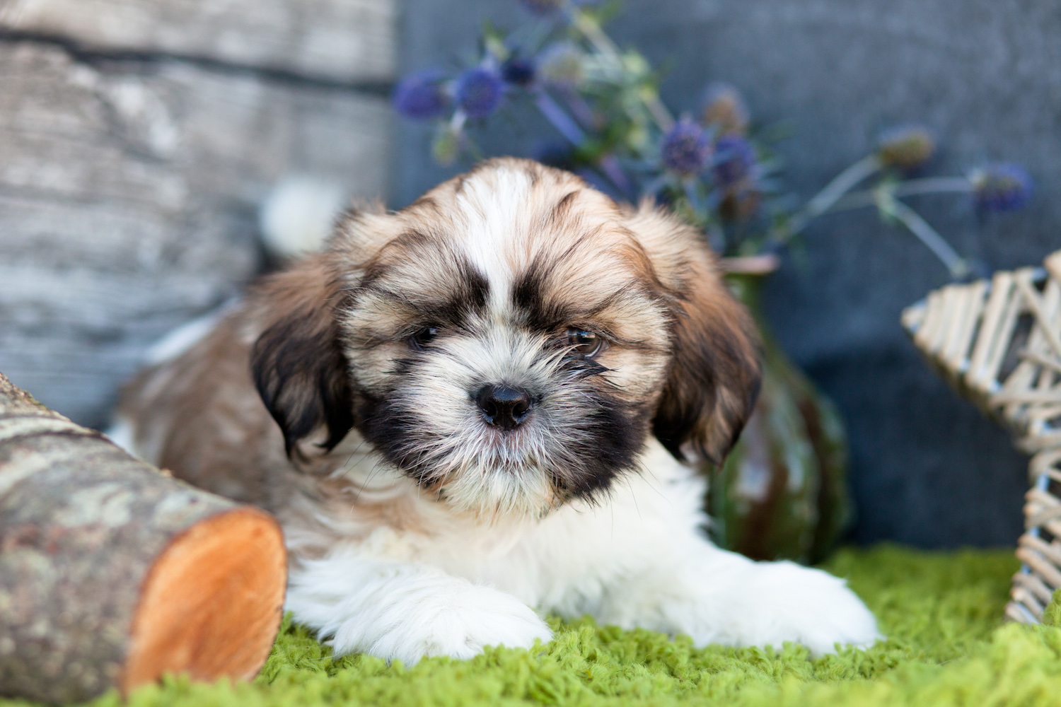 Lovely Malti-Shi Pups – Kellys Kennels