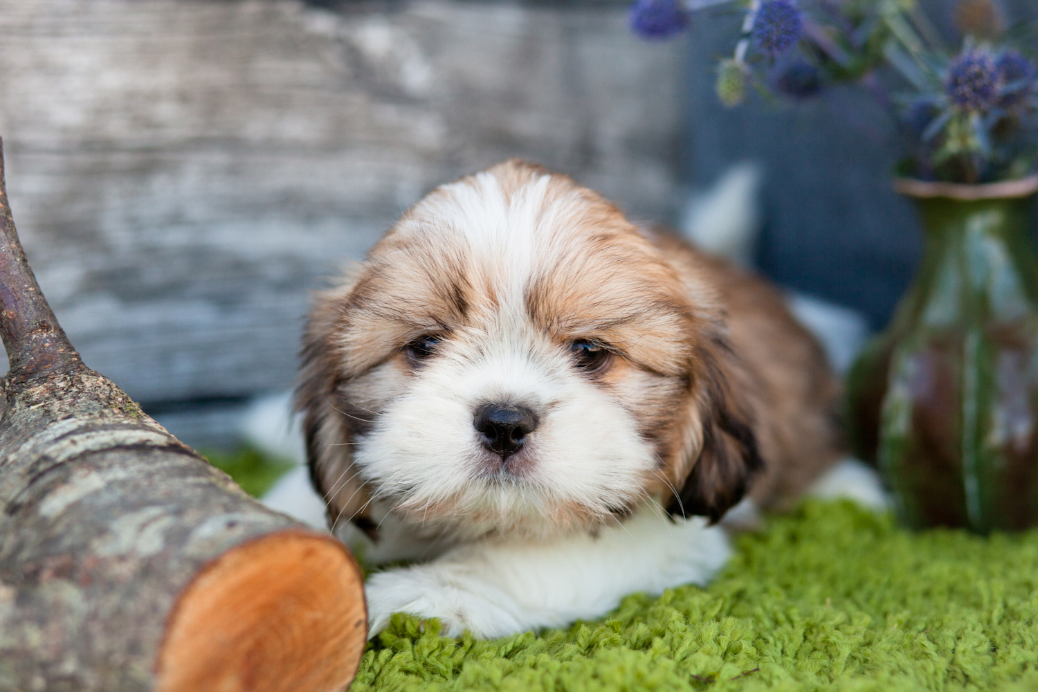 Lovely Malti-Shi Pups – Kellys Kennels