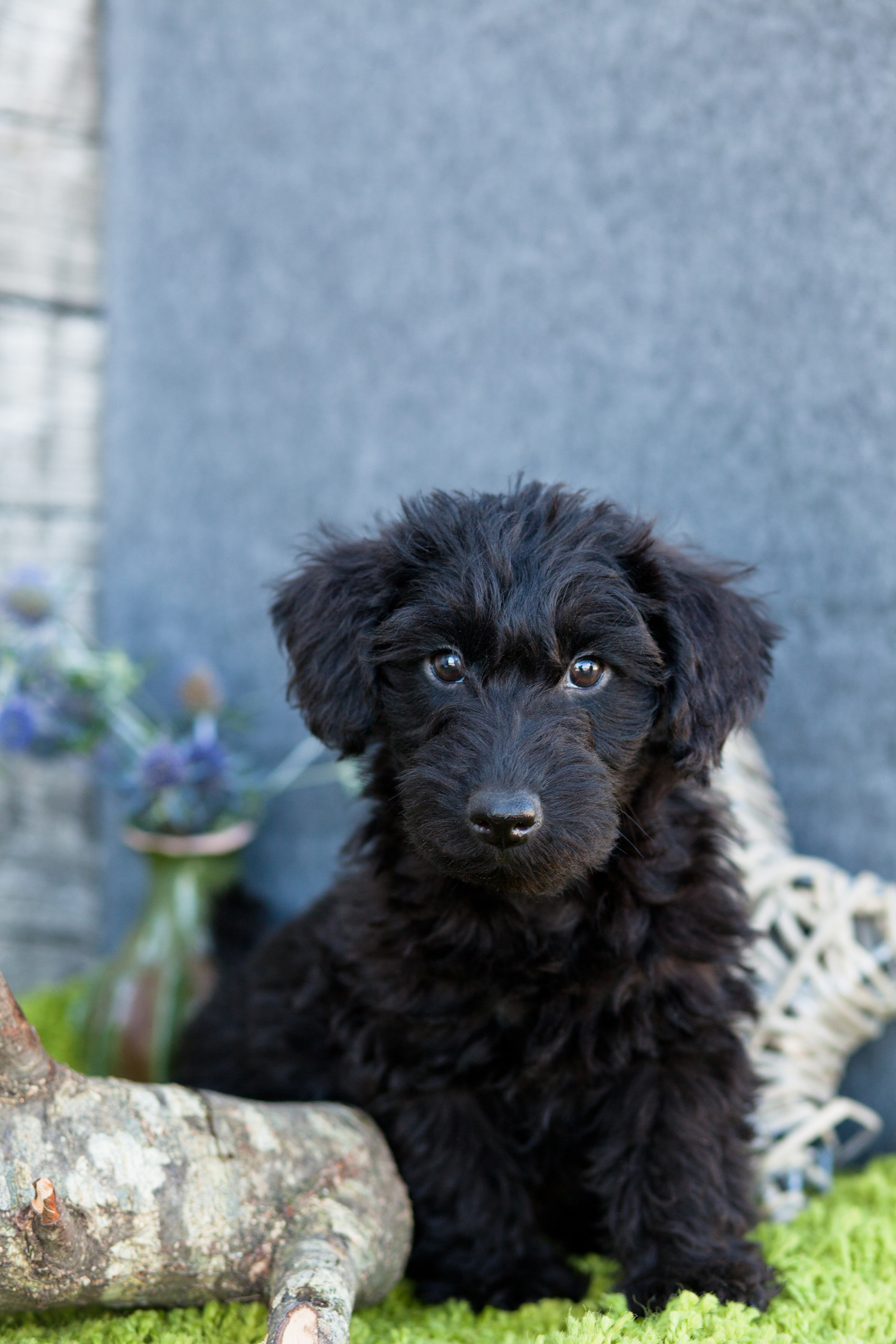 ScottiePoo Puppies – Kellys Kennels