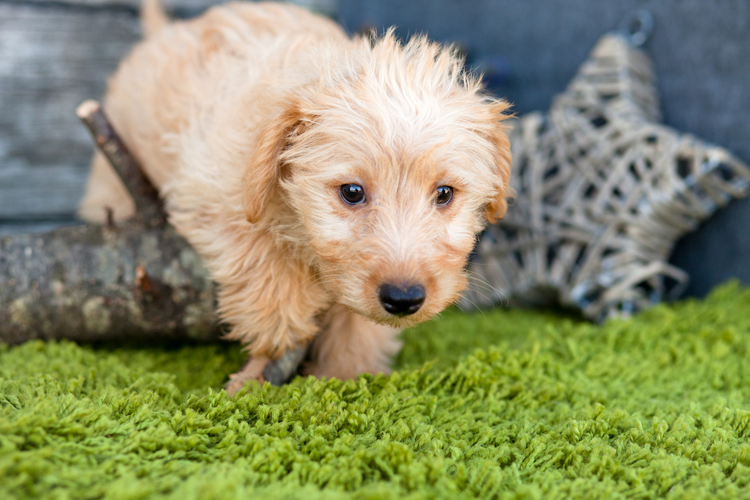 ScottiePoo Puppies – Kellys Kennels