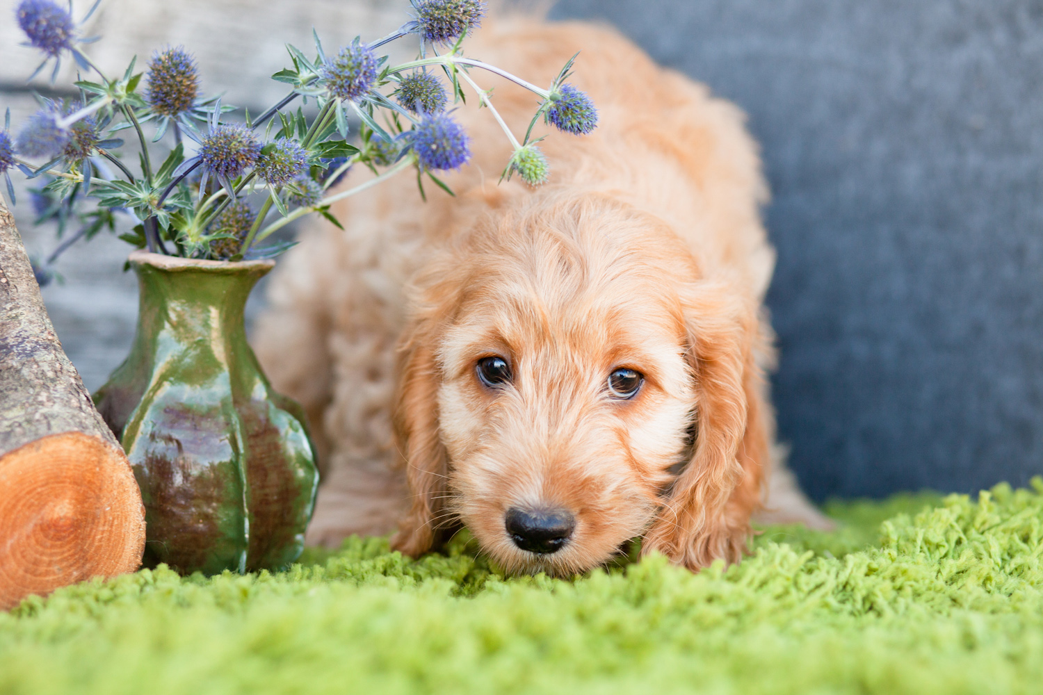 Cute F1 CockaPoos – Kellys Kennels