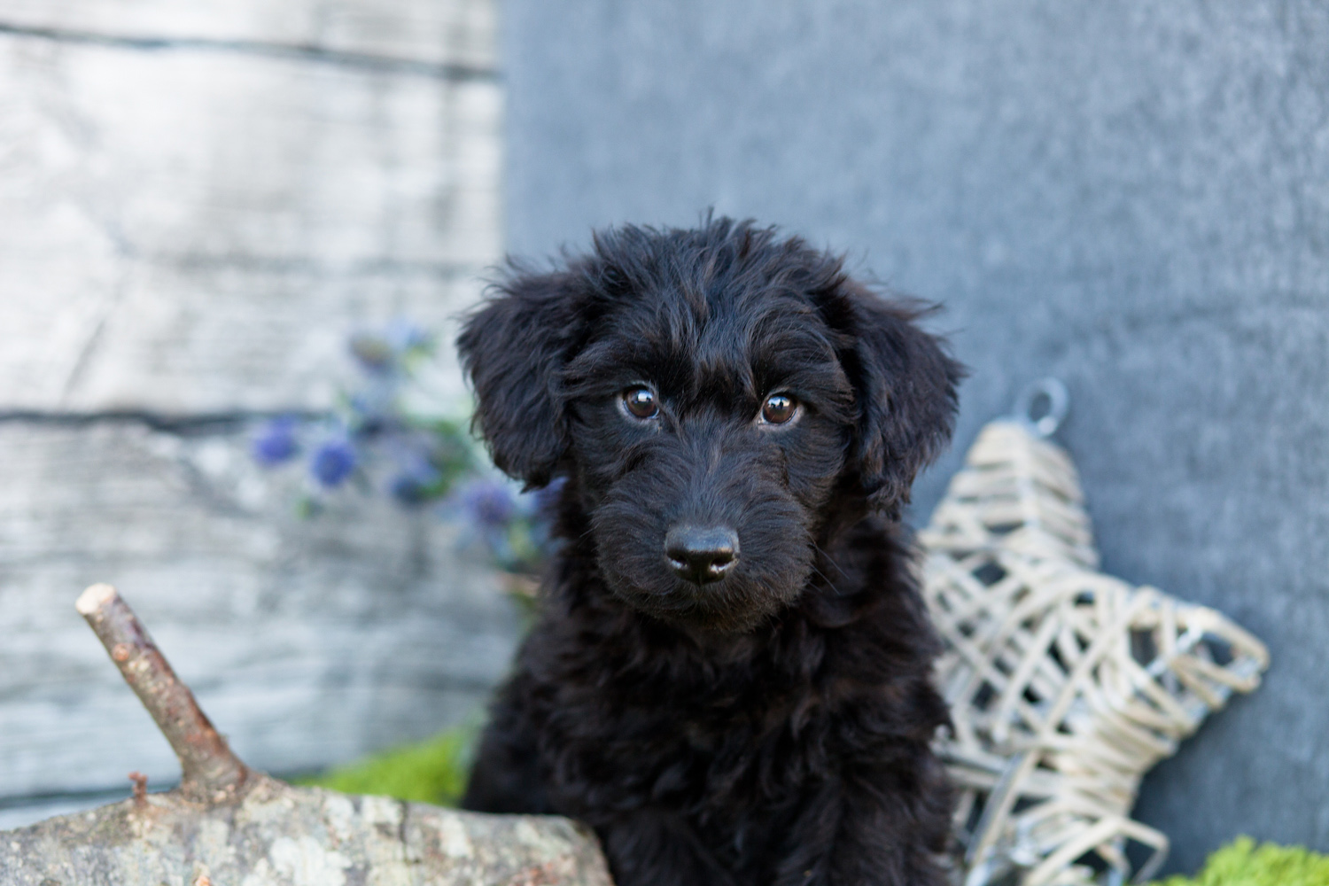 ScottiePoo Puppies – Kellys Kennels