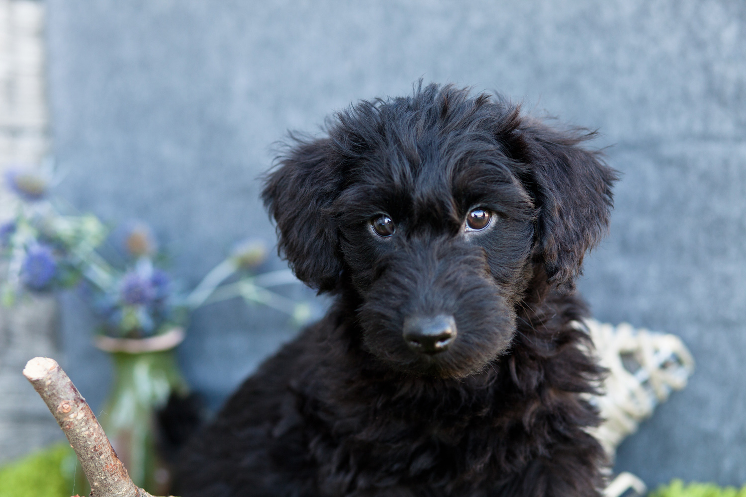 ScottiePoo Puppies – Kellys Kennels